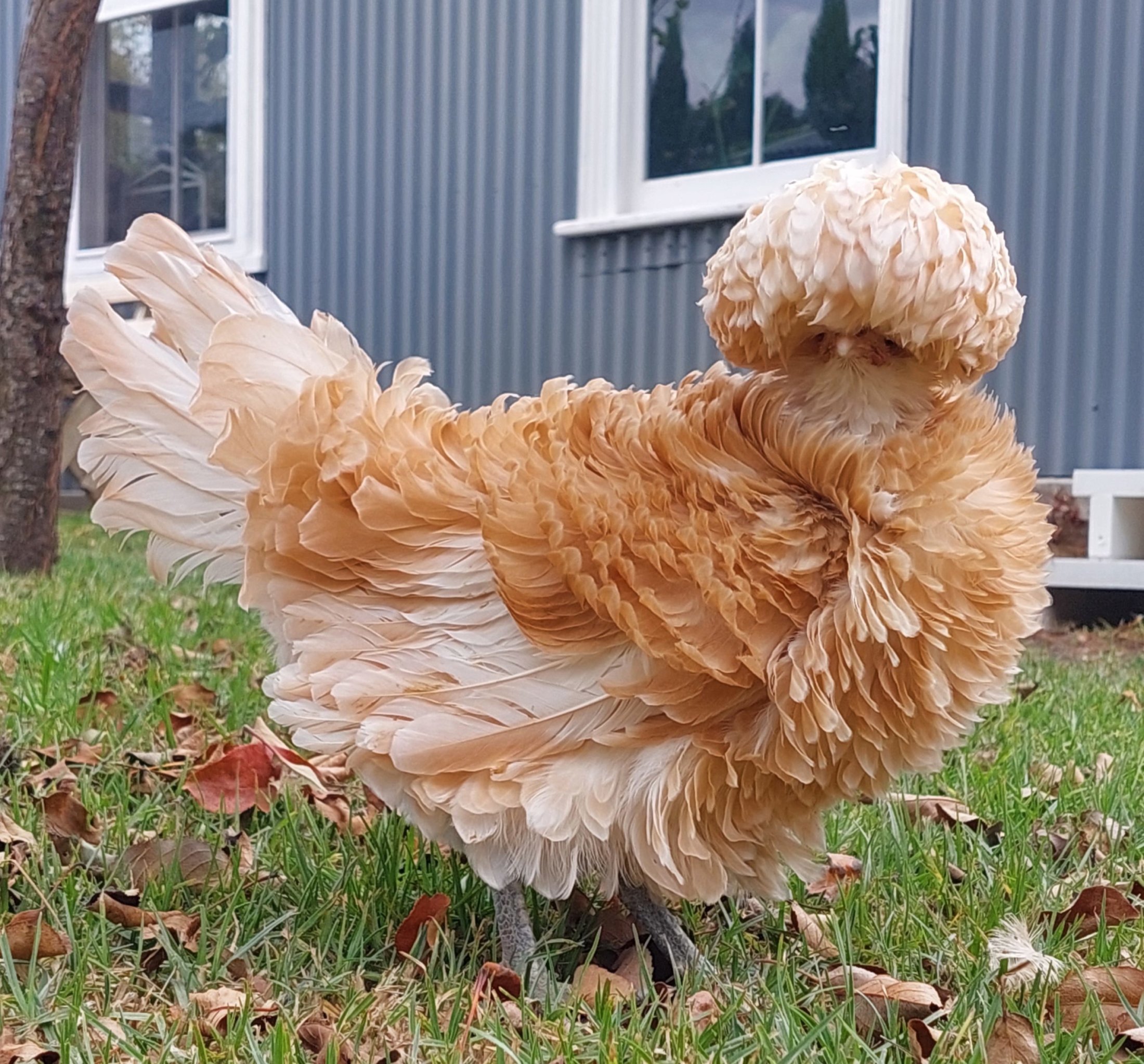 Polish Frizzle Chicken