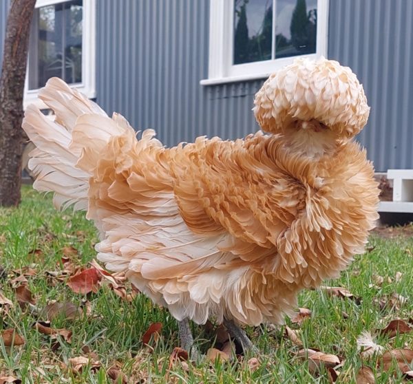 Frizzle Chicken & Egg FAQ - Pip & Grow