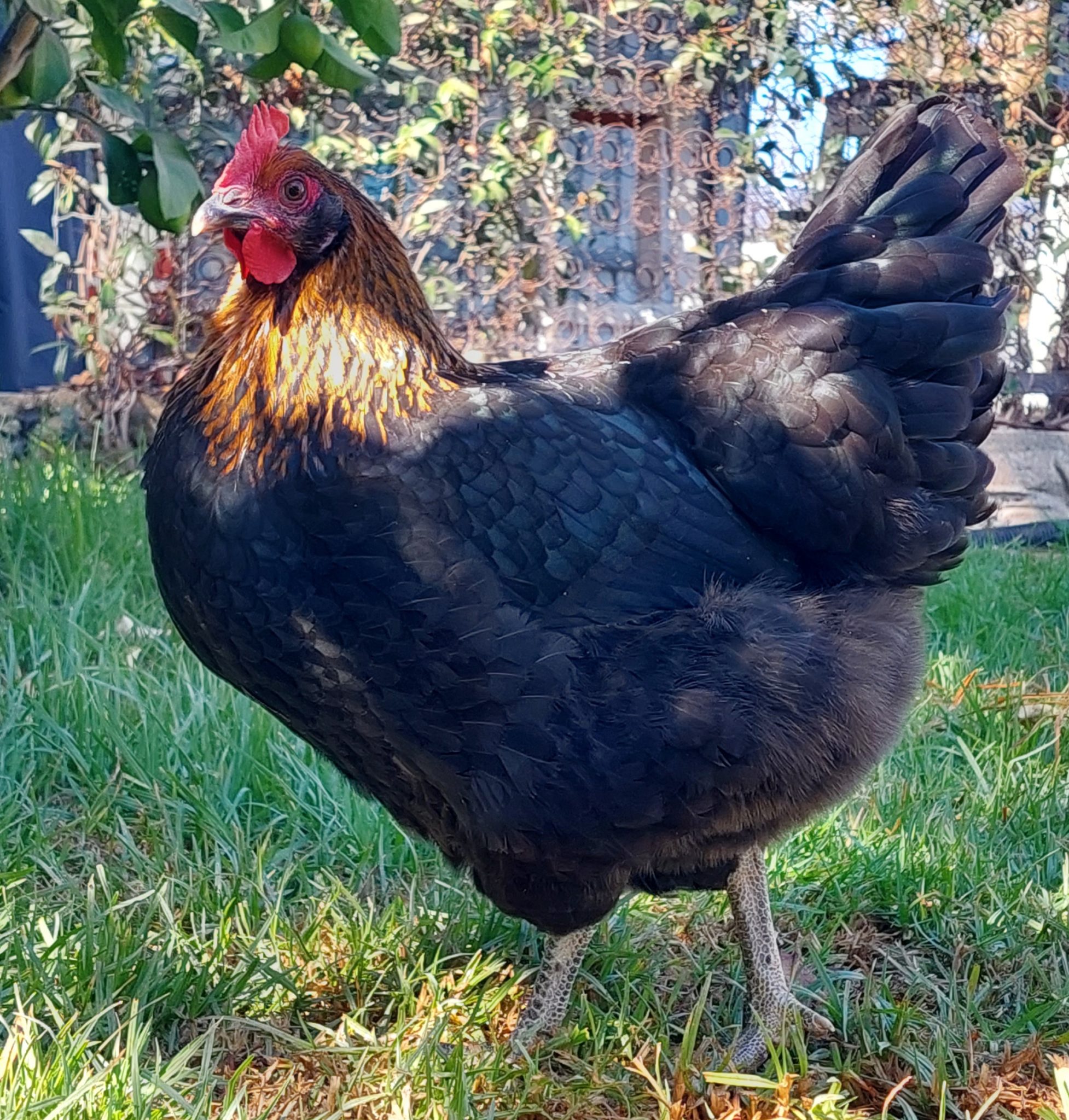 Copper Marans Sexing Tips - Pip & Grow