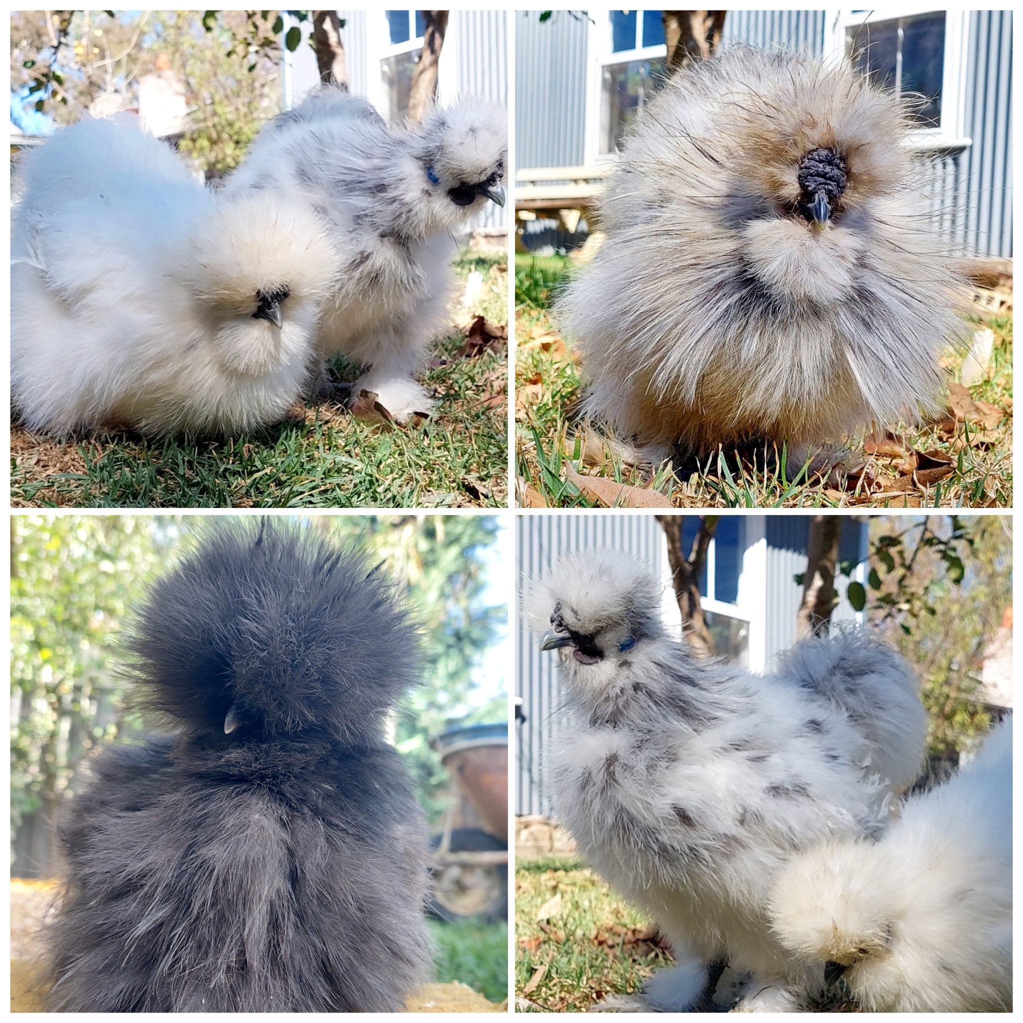 BREEDS - Pip & Grow