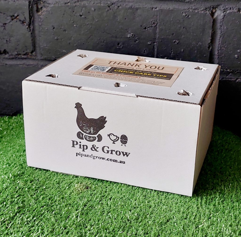 Heritage Fertile Eggs, Chicks and Chickens - Pip & Grow