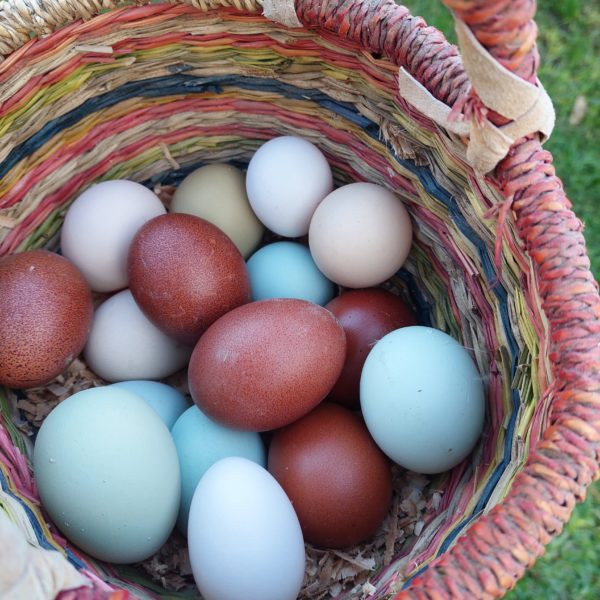 Heritage Fertile Eggs, Chicks and Chickens - Pip & Grow