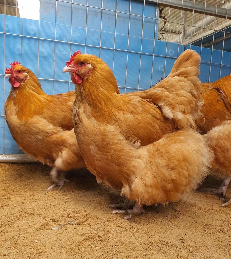 Buff Orpington Fertile egg (each) - Pip & Grow