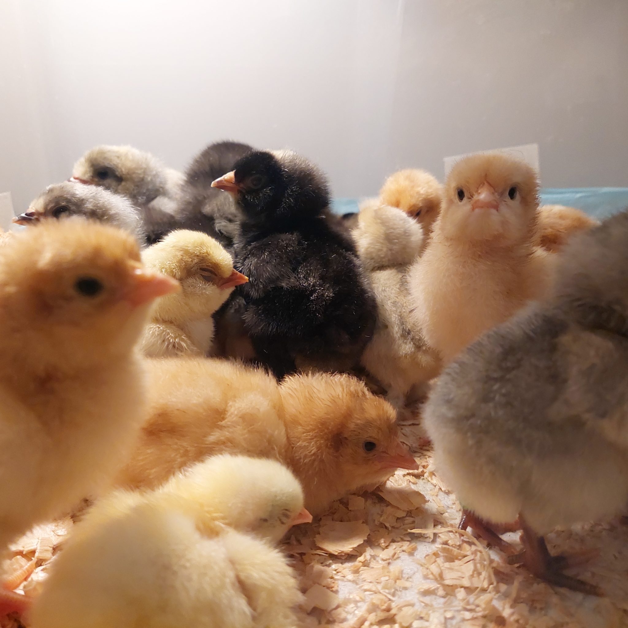 Heritage Fertile Eggs, Chicks and Chickens - Pip & Grow