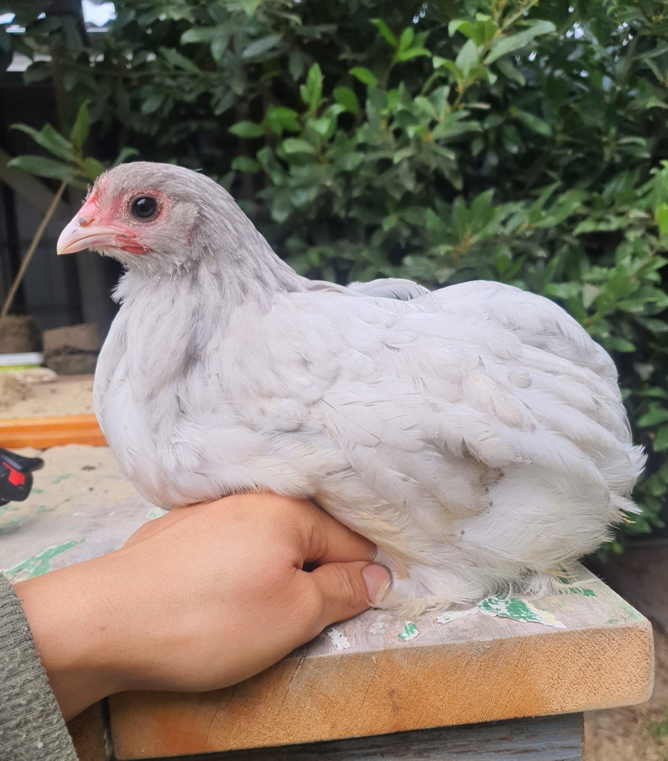 Hen Or Rooster Chicken Sexing Tips Pip And Grow
