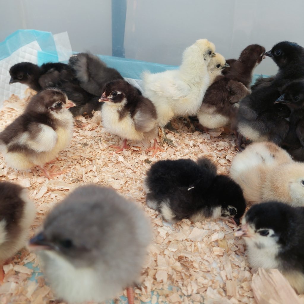 Fertile Eggs & Dayold Chicks - Pip & Grow