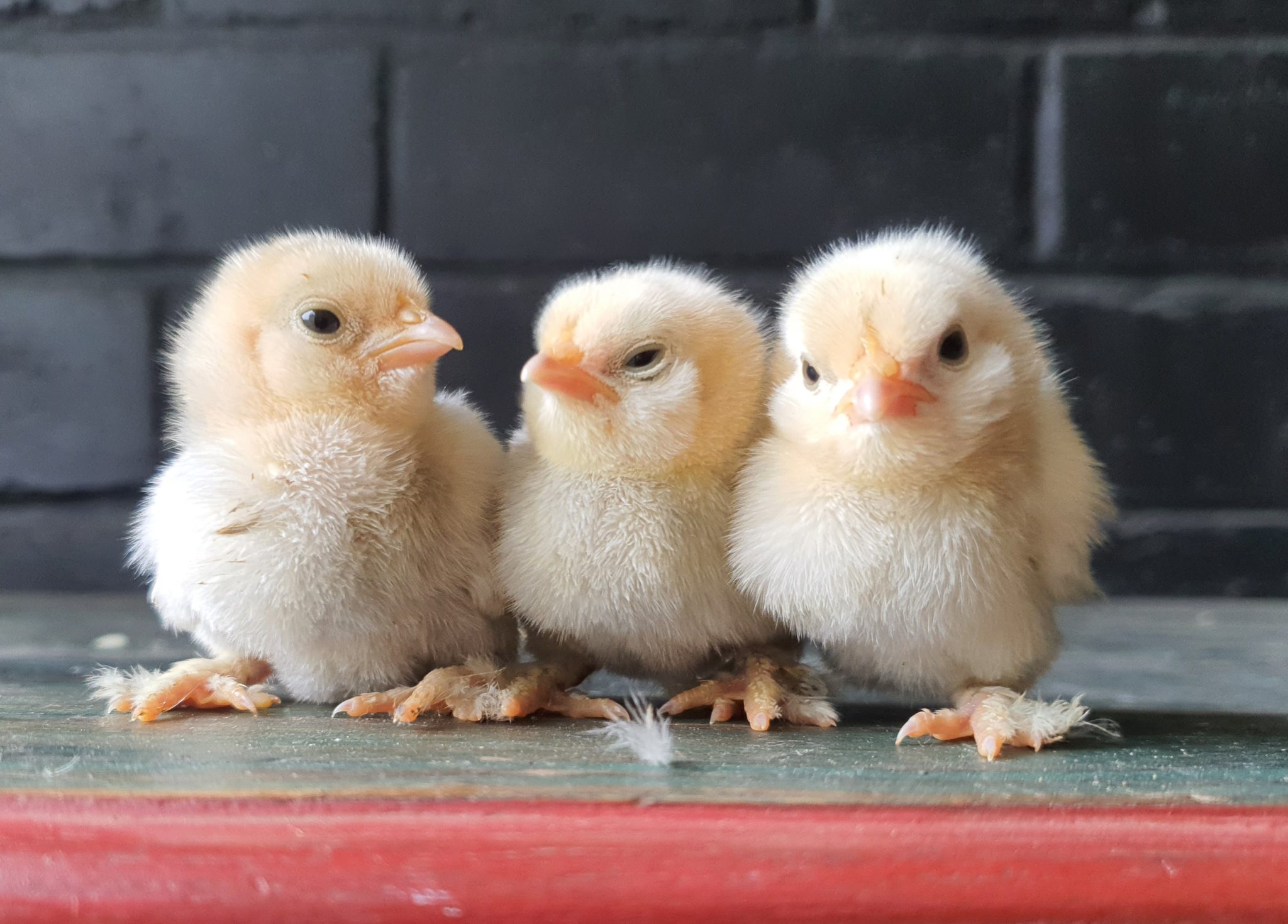 Belgian D'Uccle - Pip & Grow