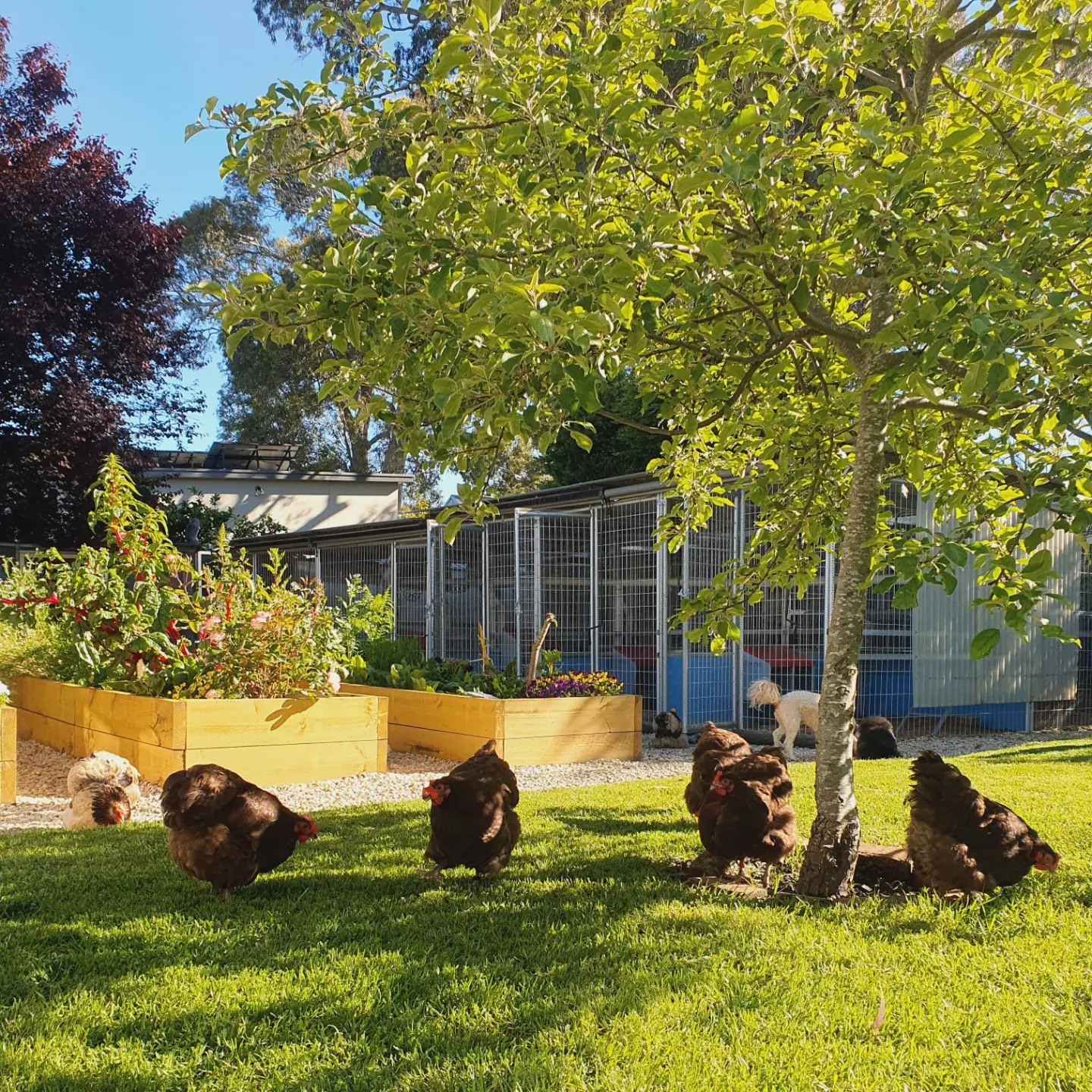 Heritage Fertile Eggs, Chicks and Chickens - Pip & Grow