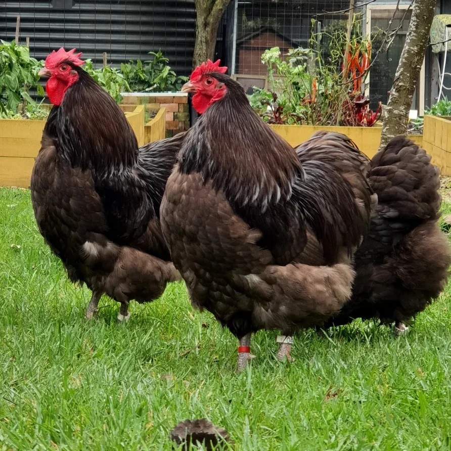 Chocolate Bantams