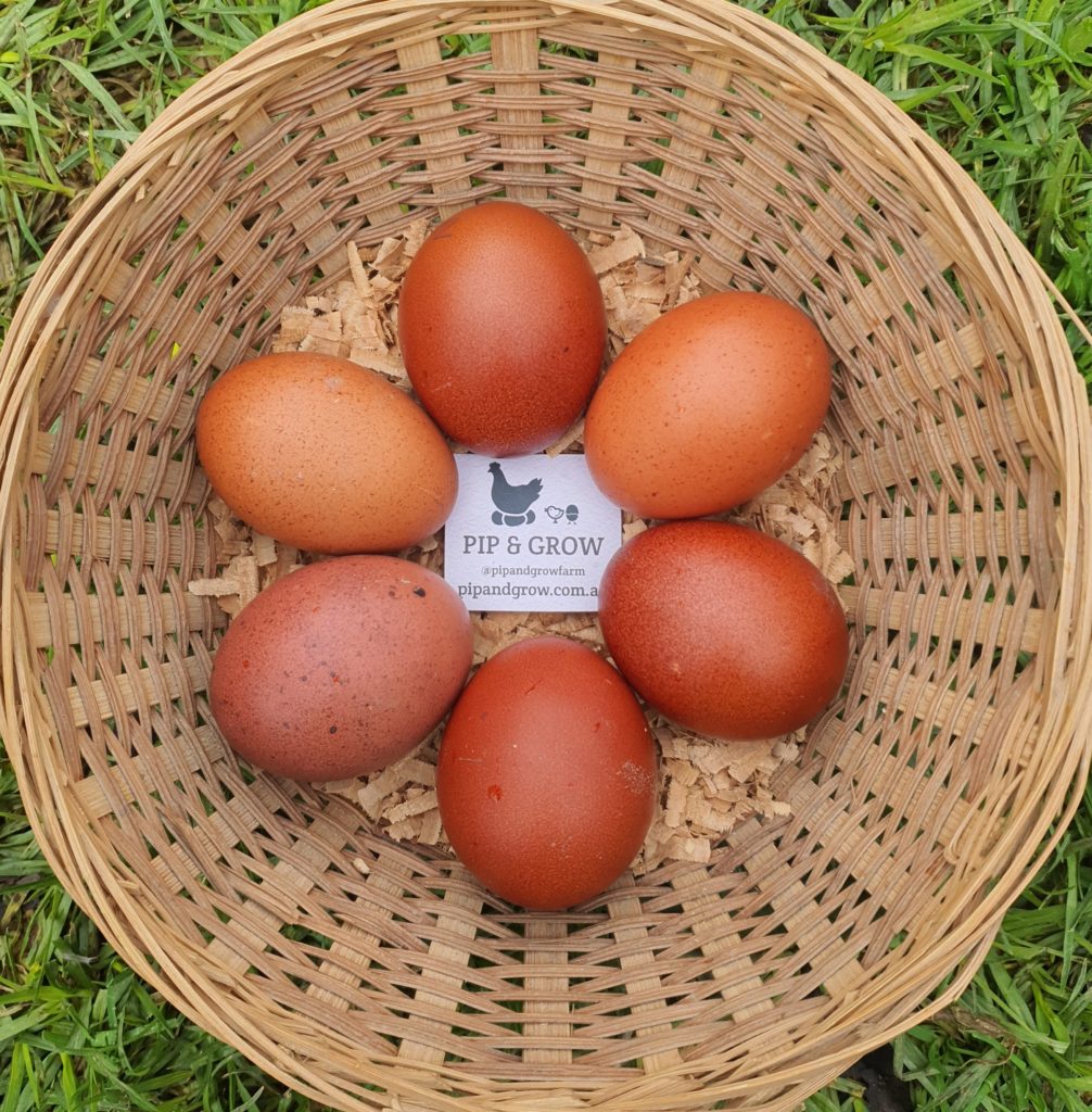Copper Marans Fertile egg (each) - Pip & Grow