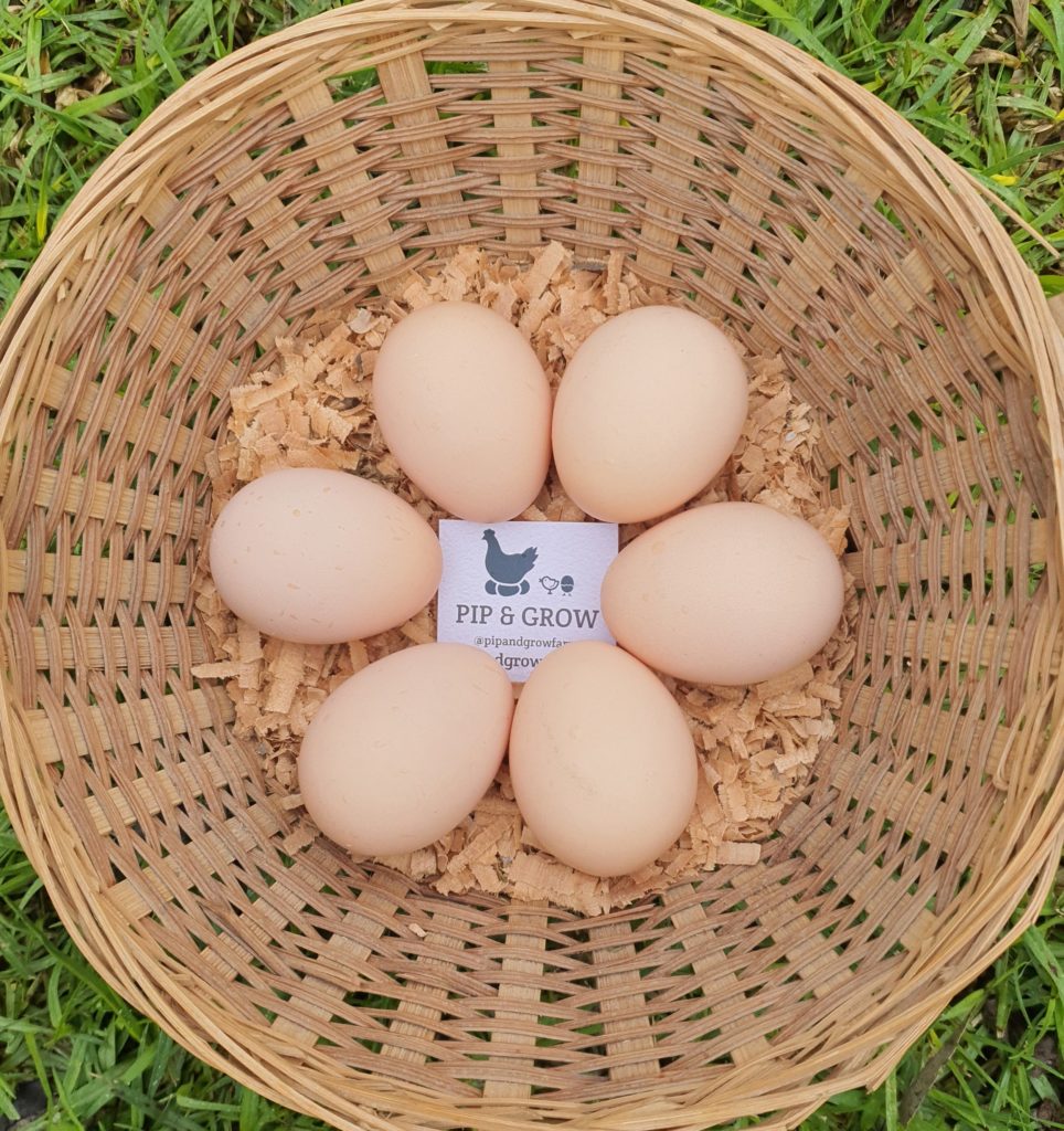 Bantam Orpington Fertile egg (each) - Pip & Grow