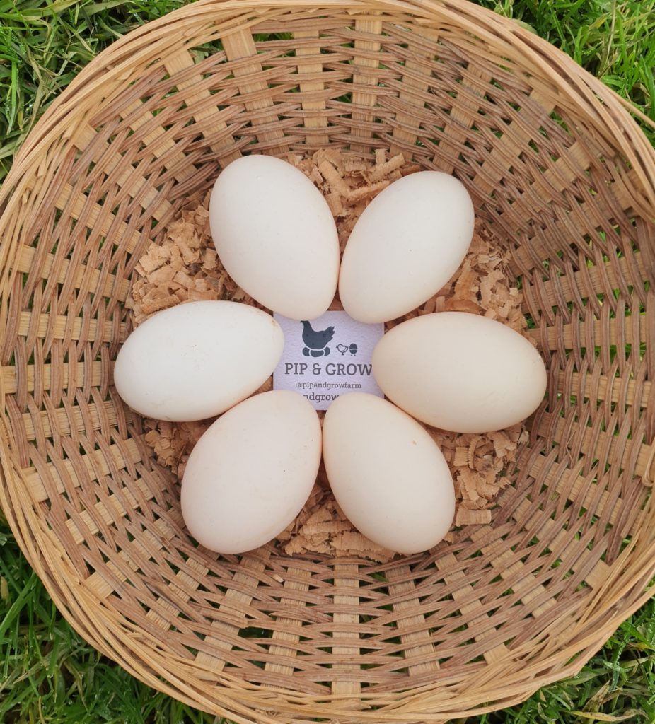 Buff & Gold laced Polish Fertile Egg (each) - Pip & Grow