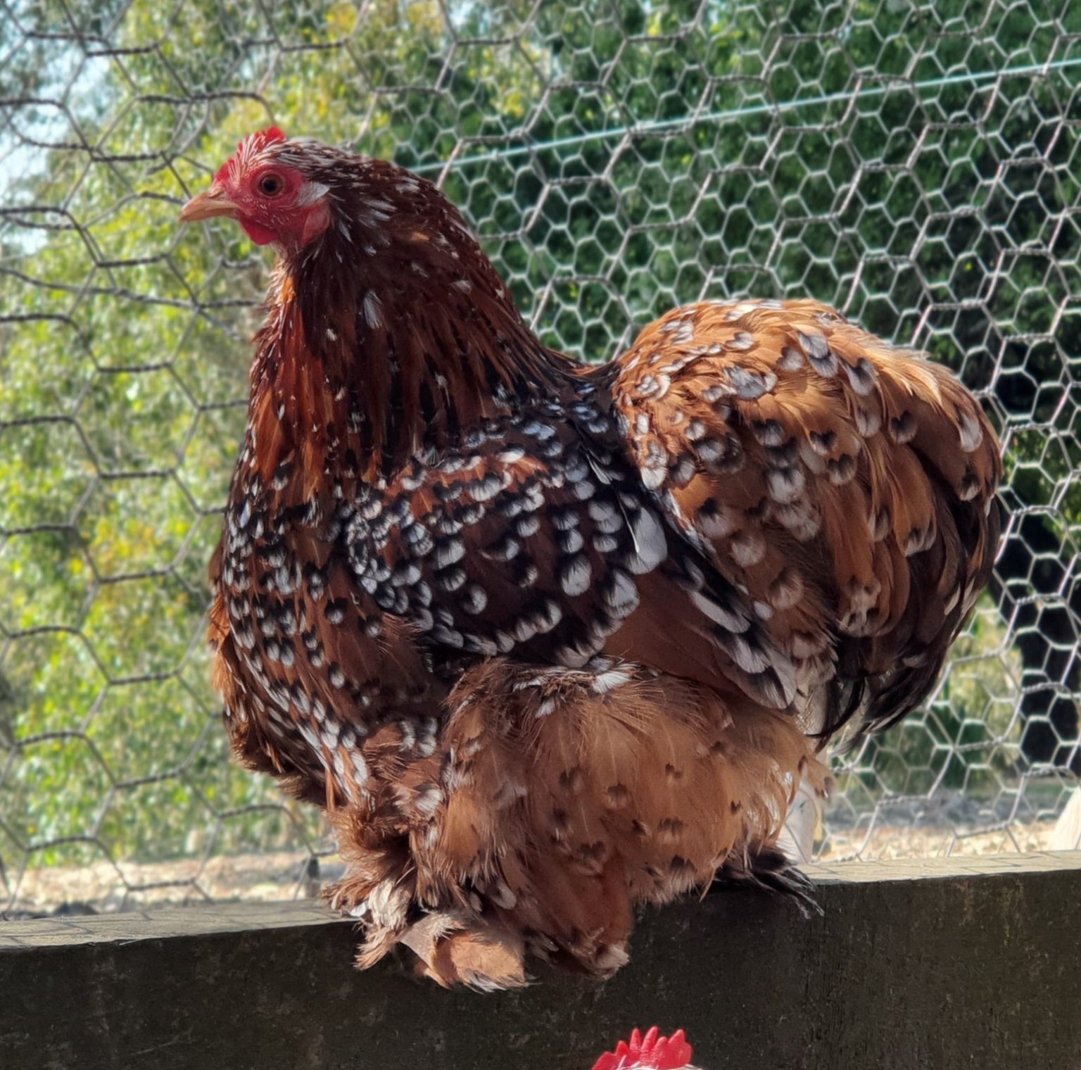 Heritage Fertile Eggs, Chicks and Chickens - Pip & Grow