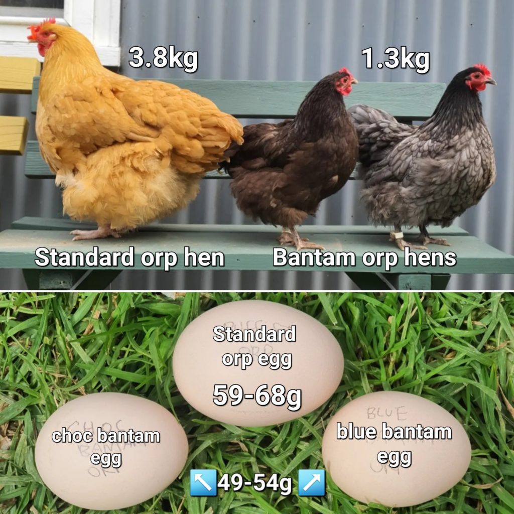 *Finished breeding for the season* Bantam Orpington Fertile egg (each ...