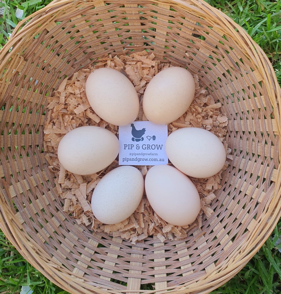 Pekin Black & Blue Mottled Fertile egg (each) - Pip & Grow