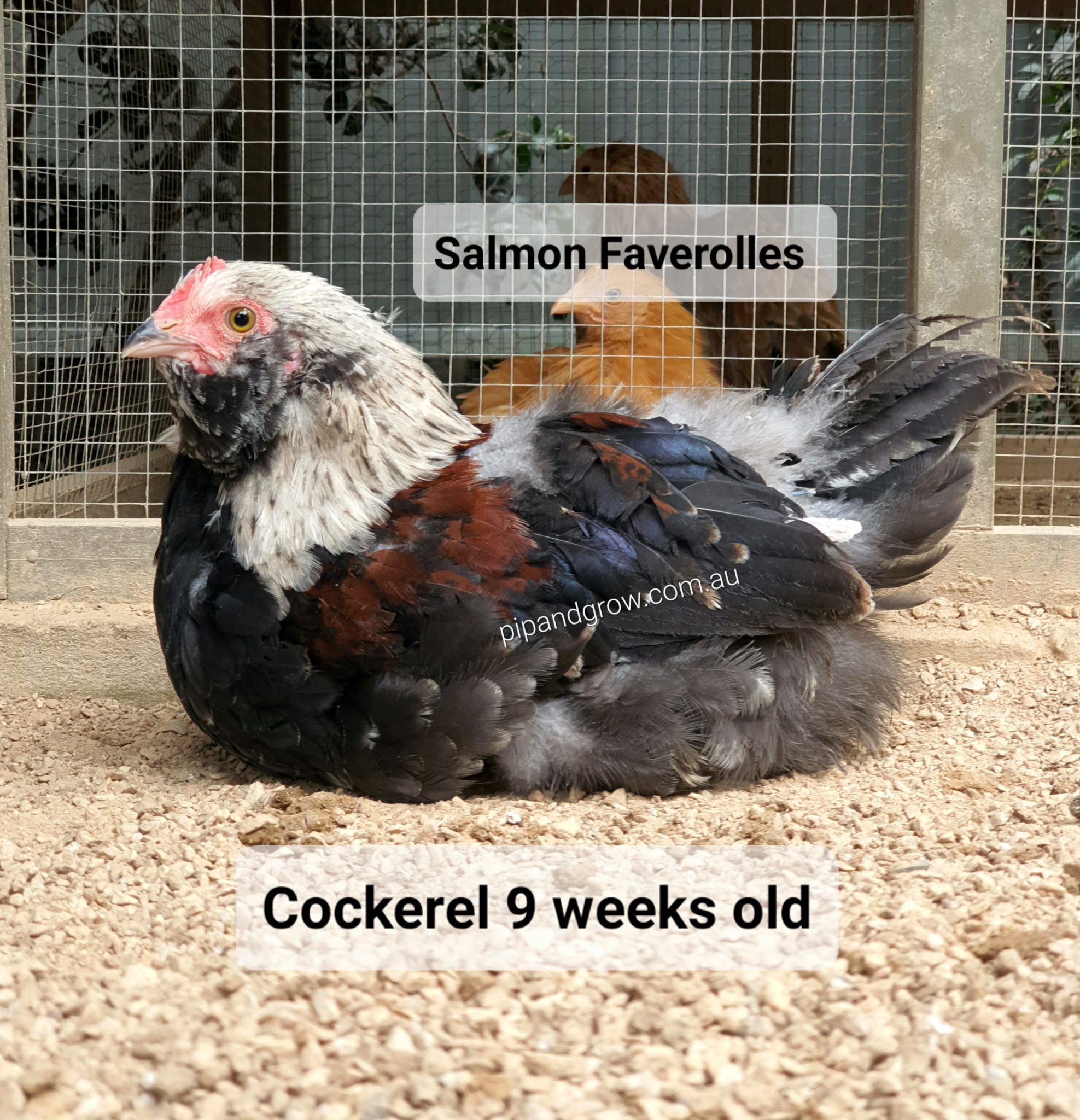 Salmon Faverolles Sexing Tips - Pip & Grow