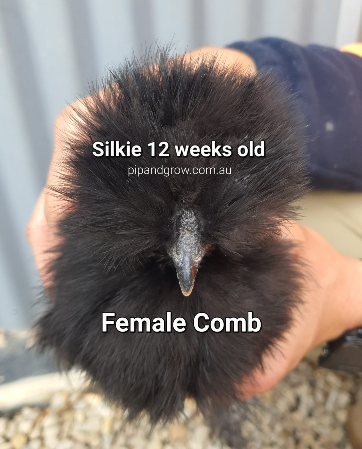 Silkie Sexing Tips - Pip & Grow