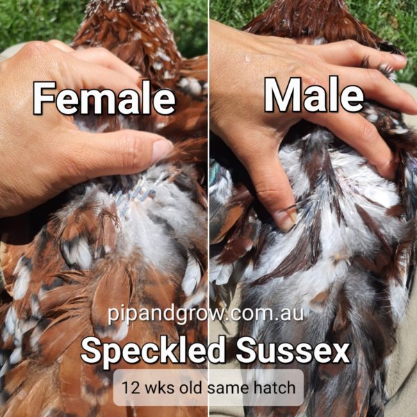 Sussex Sexing Tips - Pip & Grow