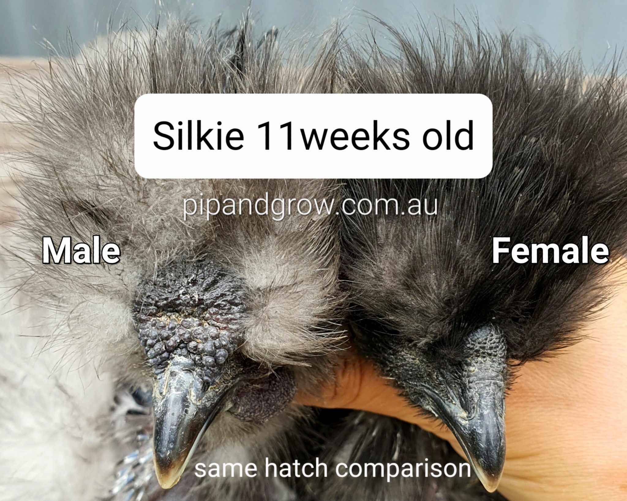 Silkie Sexing Tips - Pip & Grow