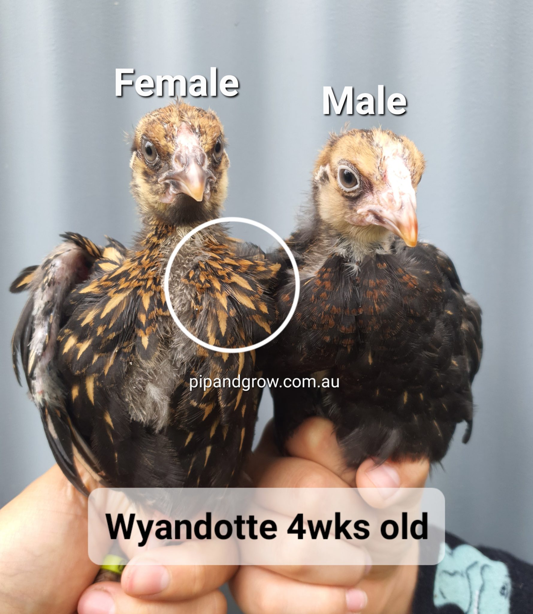 Wyandotte Sexing Tips - Pip & Grow