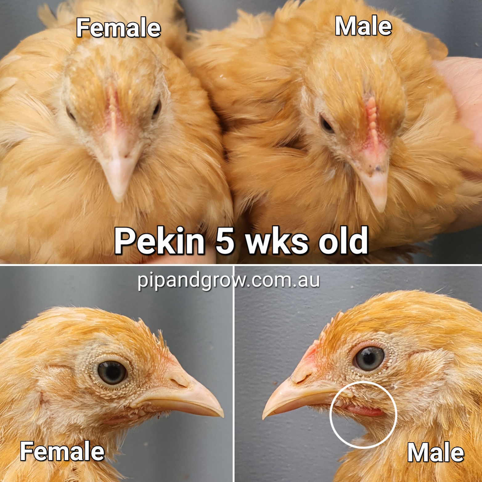 Pekin Sexing Tips - Pip & Grow