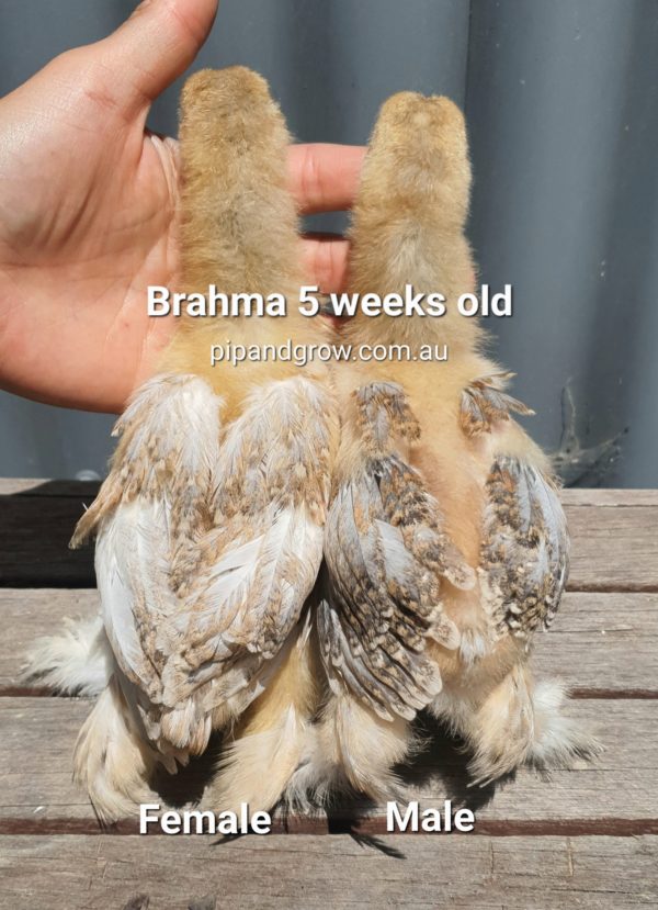 Brahma Sexing Tips - Pip & Grow