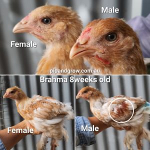 Sexing heritage breed chicks upon hatch : Facts and Myths - Pip & Grow