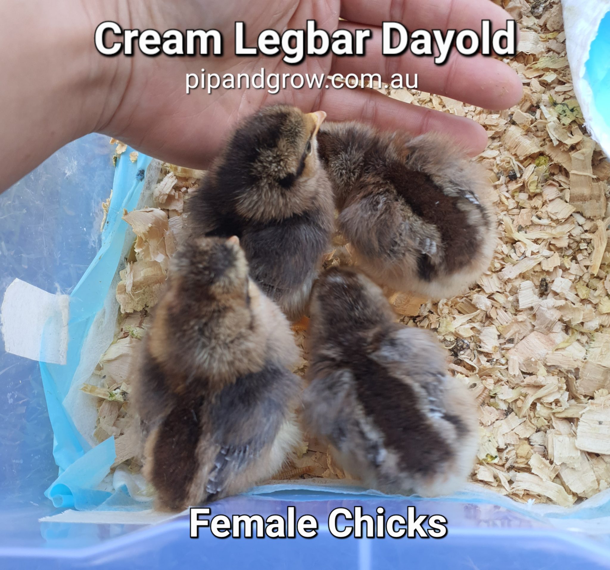 Cream Legbar Sexing Tips - Pip & Grow