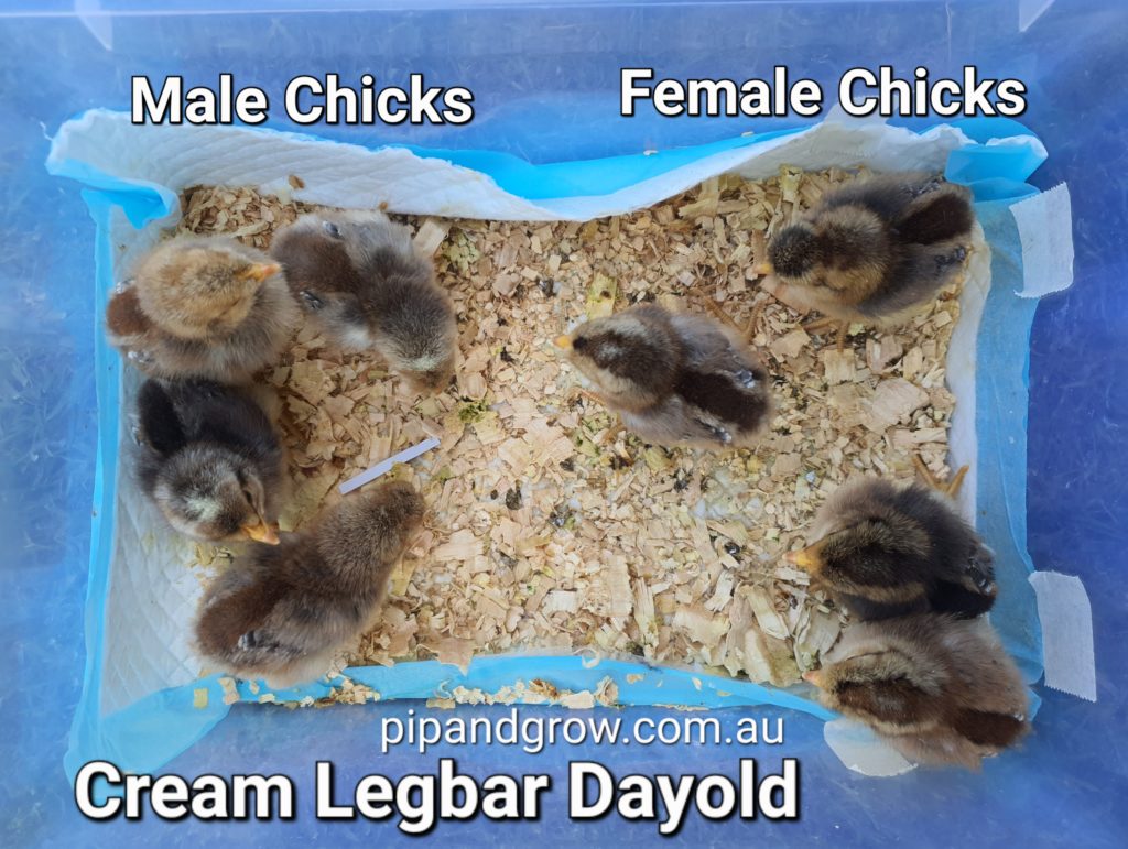 Cream Legbar Sexing Tips - Pip & Grow