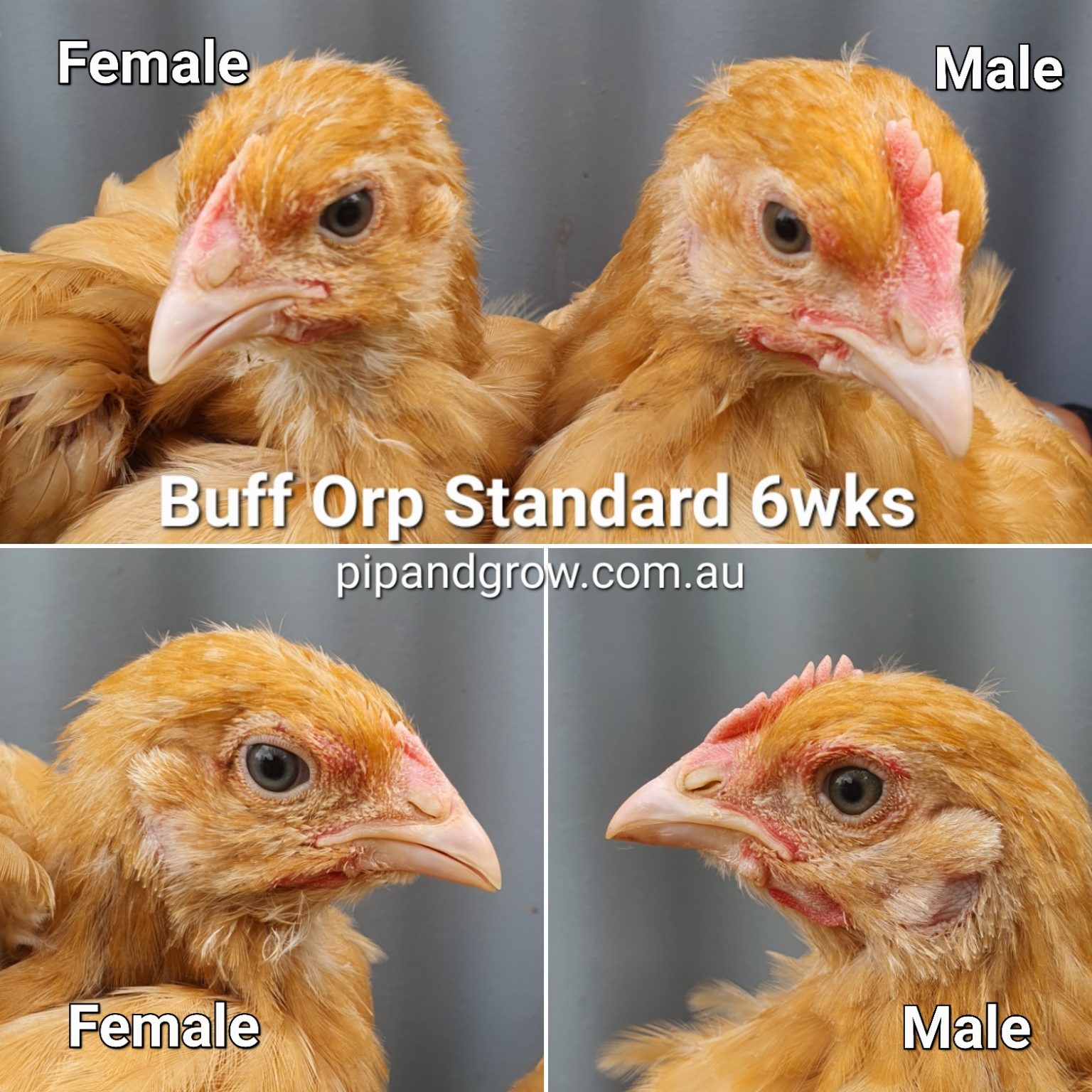 Buff Orpington Sexing Tips - Pip & Grow