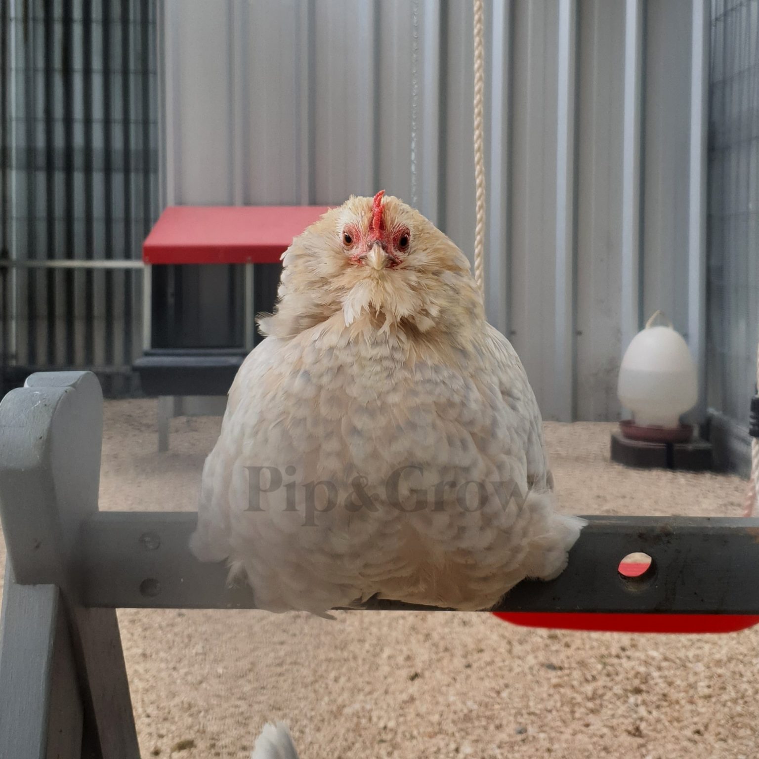 Heritage Fertile Eggs, Chicks and Chickens - Pip & Grow