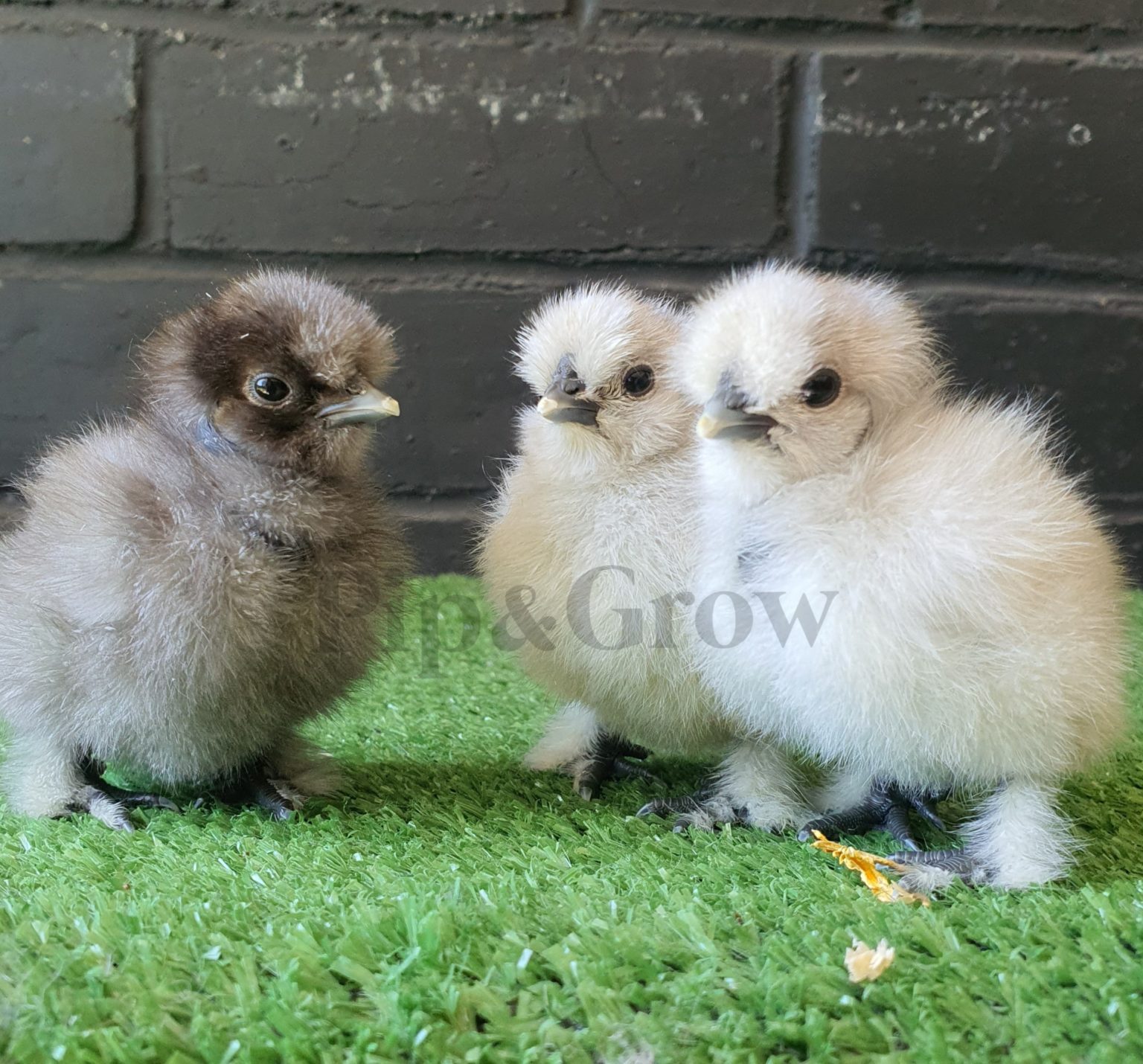 *ORDER CLOSED* Silkie & Showgirl- Blue, Splash & Black Fertile Egg ...
