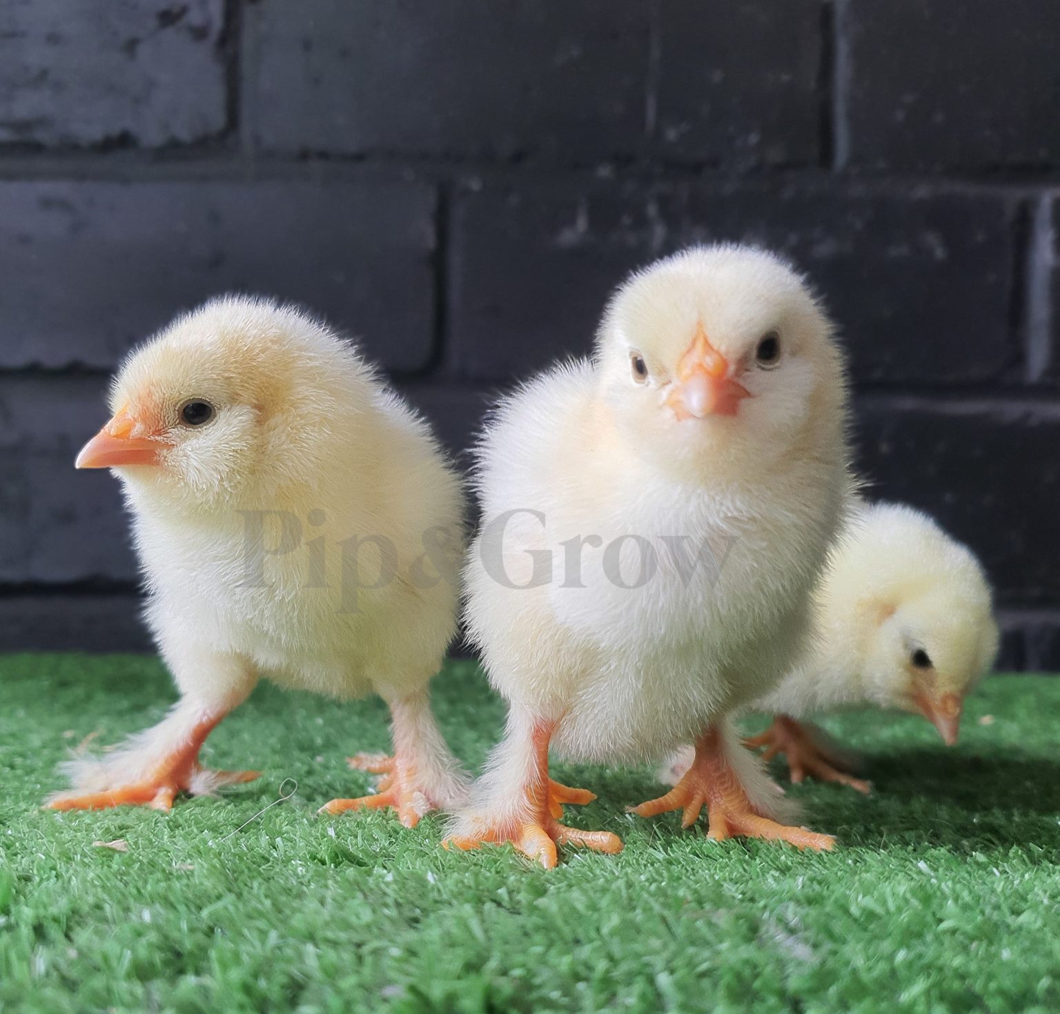 Faverolles - Pip & Grow