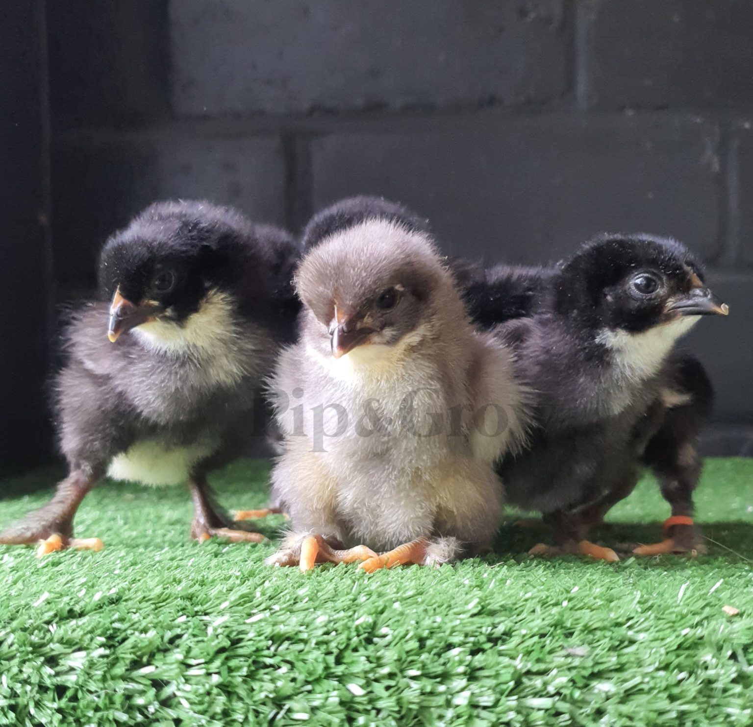 Copper Marans - Pip & Grow