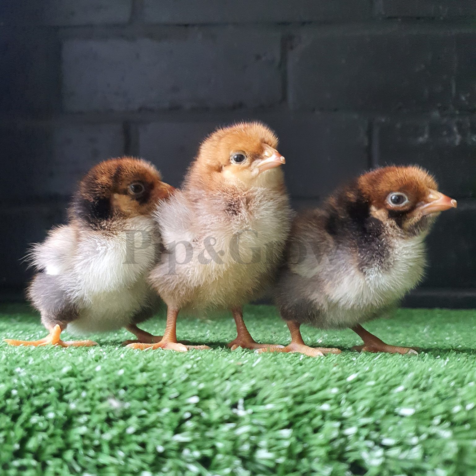 Wyandotte - Pip & Grow