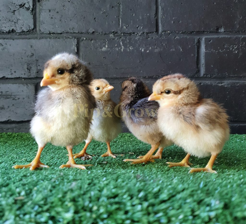 Cream Legbar Sexing Tips - Pip & Grow