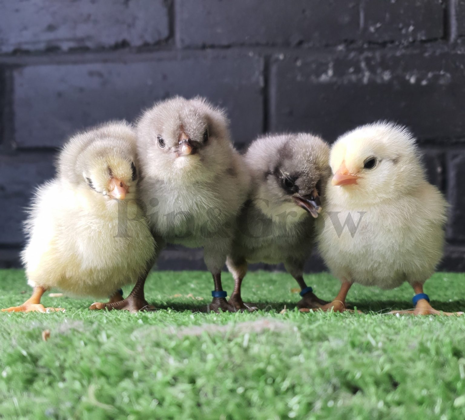 Arauacana - Pip & Grow