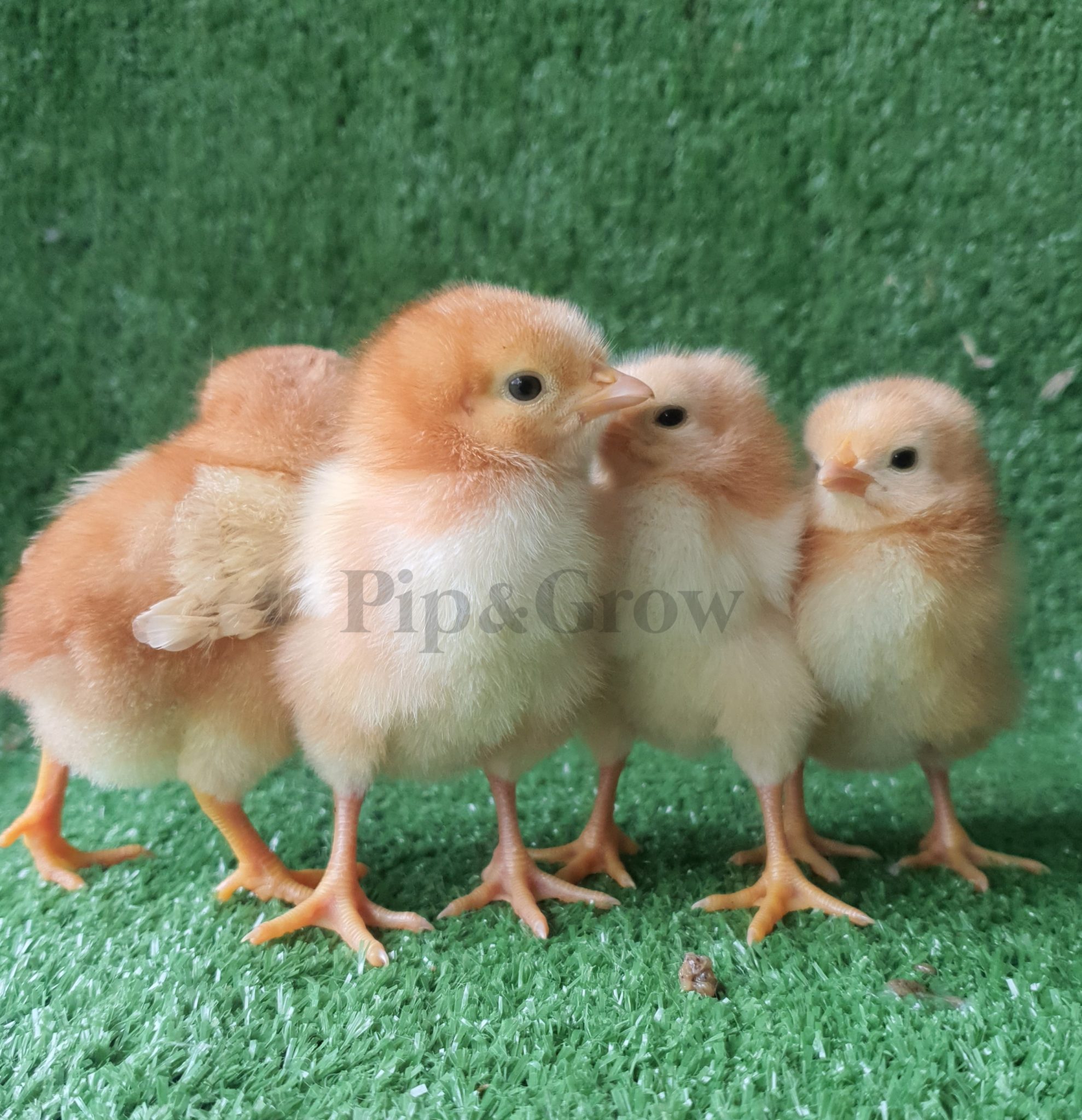 Speckled Sussex - Pip & Grow