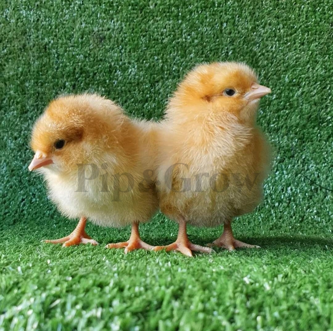 Buff Orpington Standard - Pip & Grow