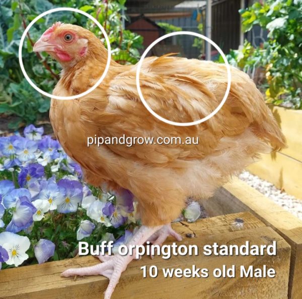Buff Orpington Sexing Tips - Pip & Grow