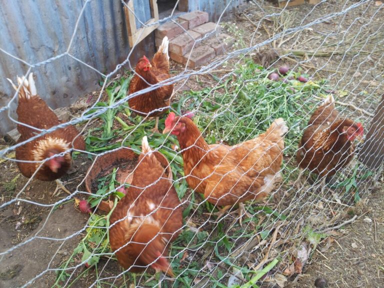 Frizzle Chicken & Egg FAQ - Pip & Grow