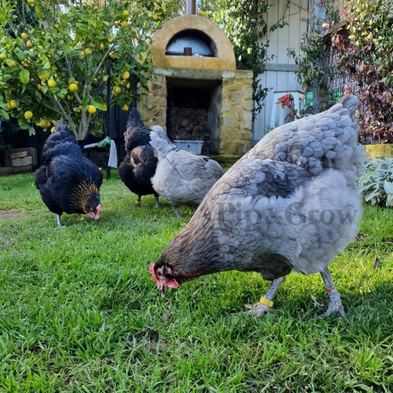 Heritage Fertile Eggs, Chicks and Chickens - Pip & Grow