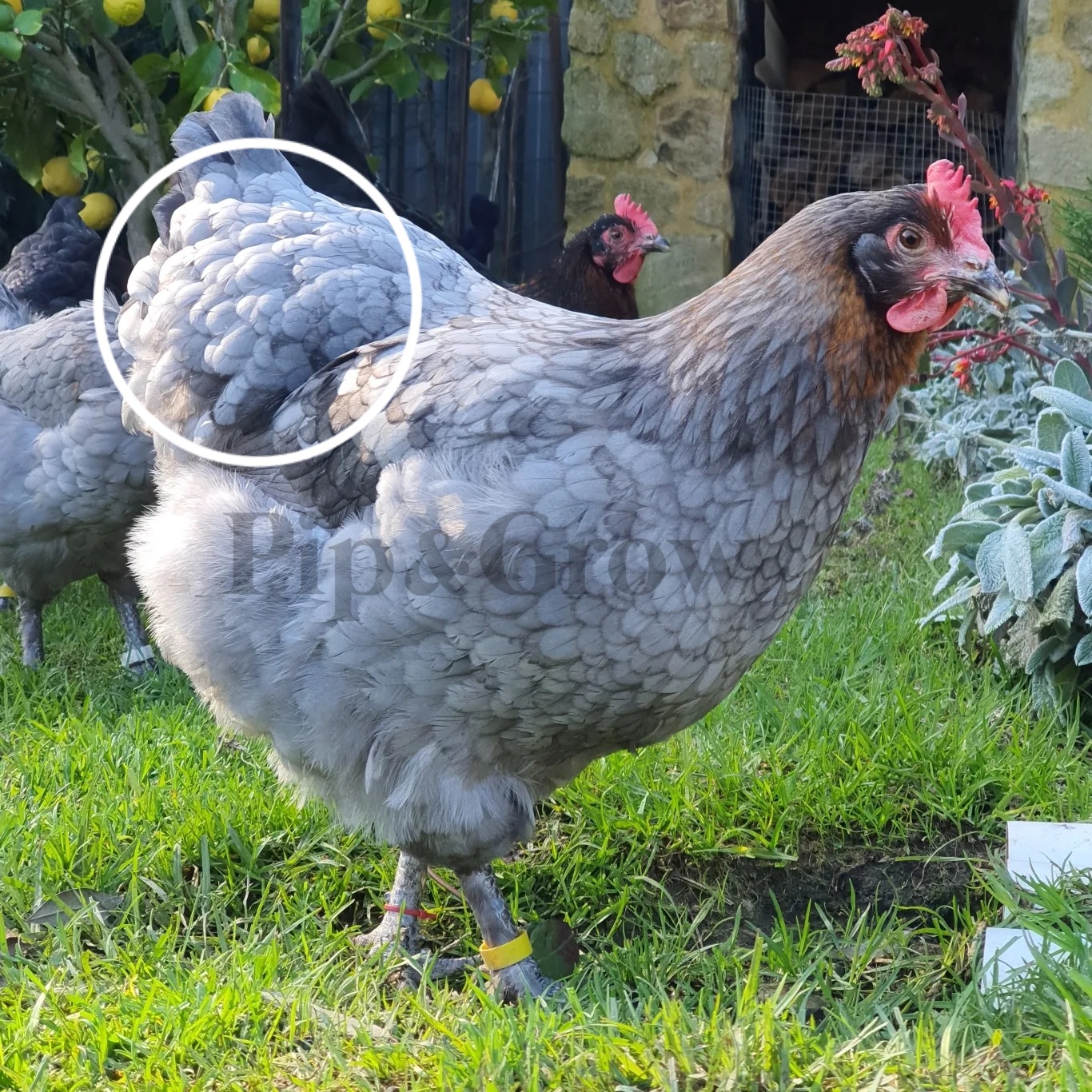 Copper Marans Sexing Tips - Pip & Grow