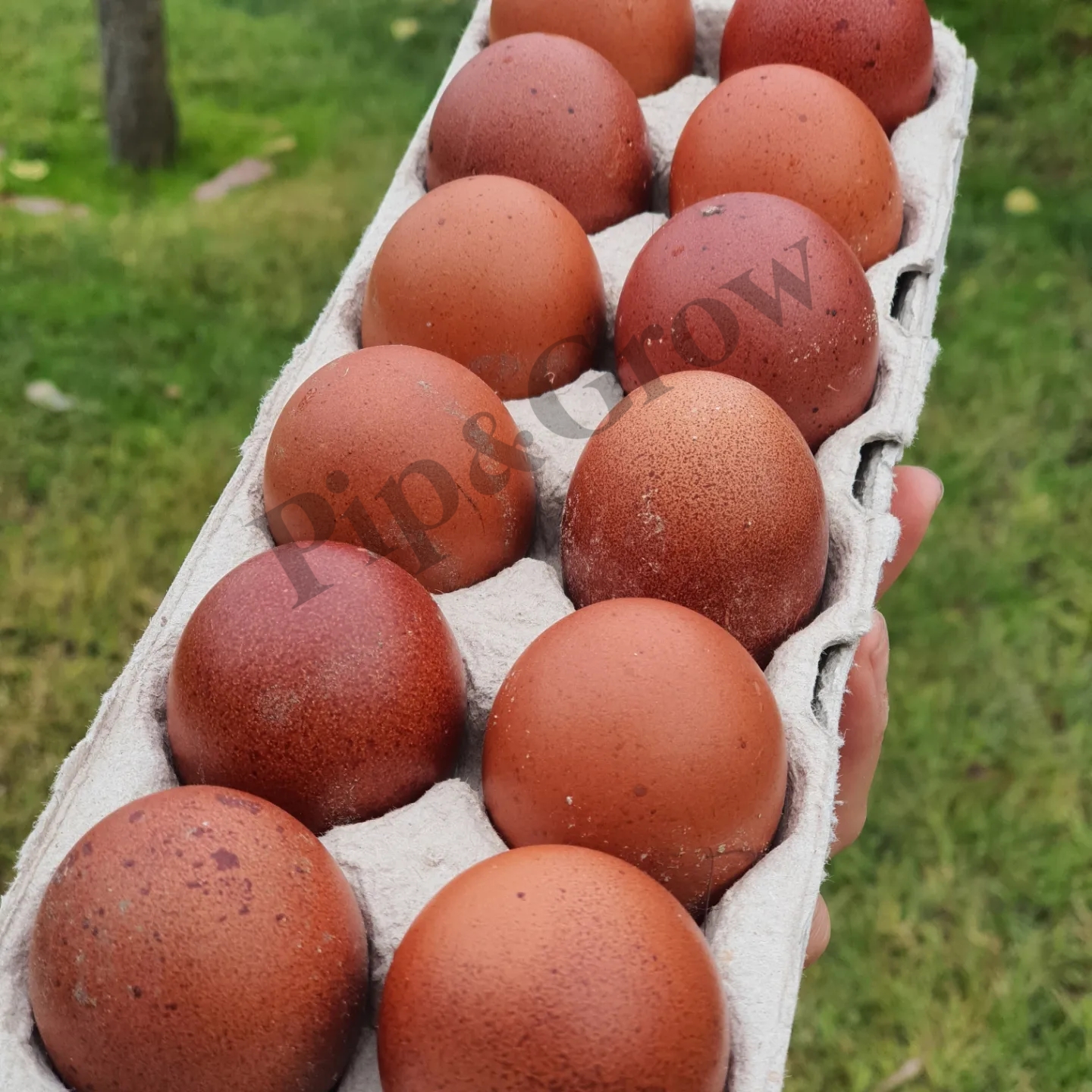 Copper Marans - Pip & Grow