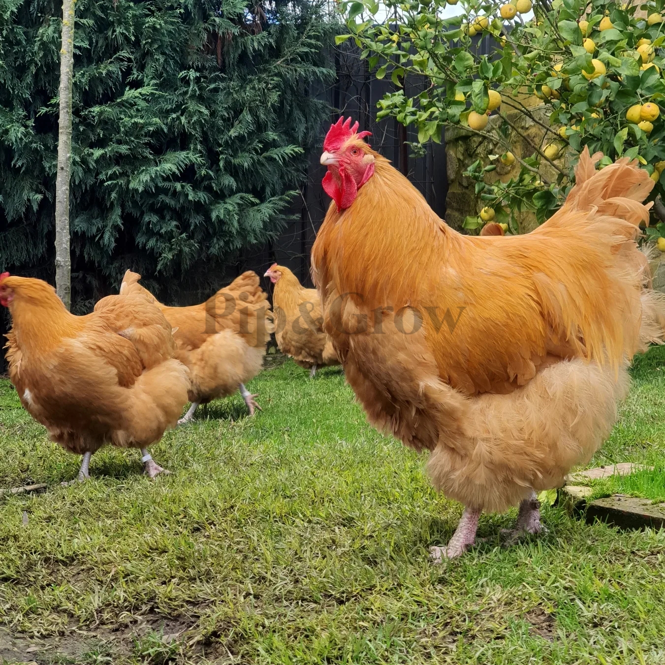 Buff Orpington Standard - Pip & Grow