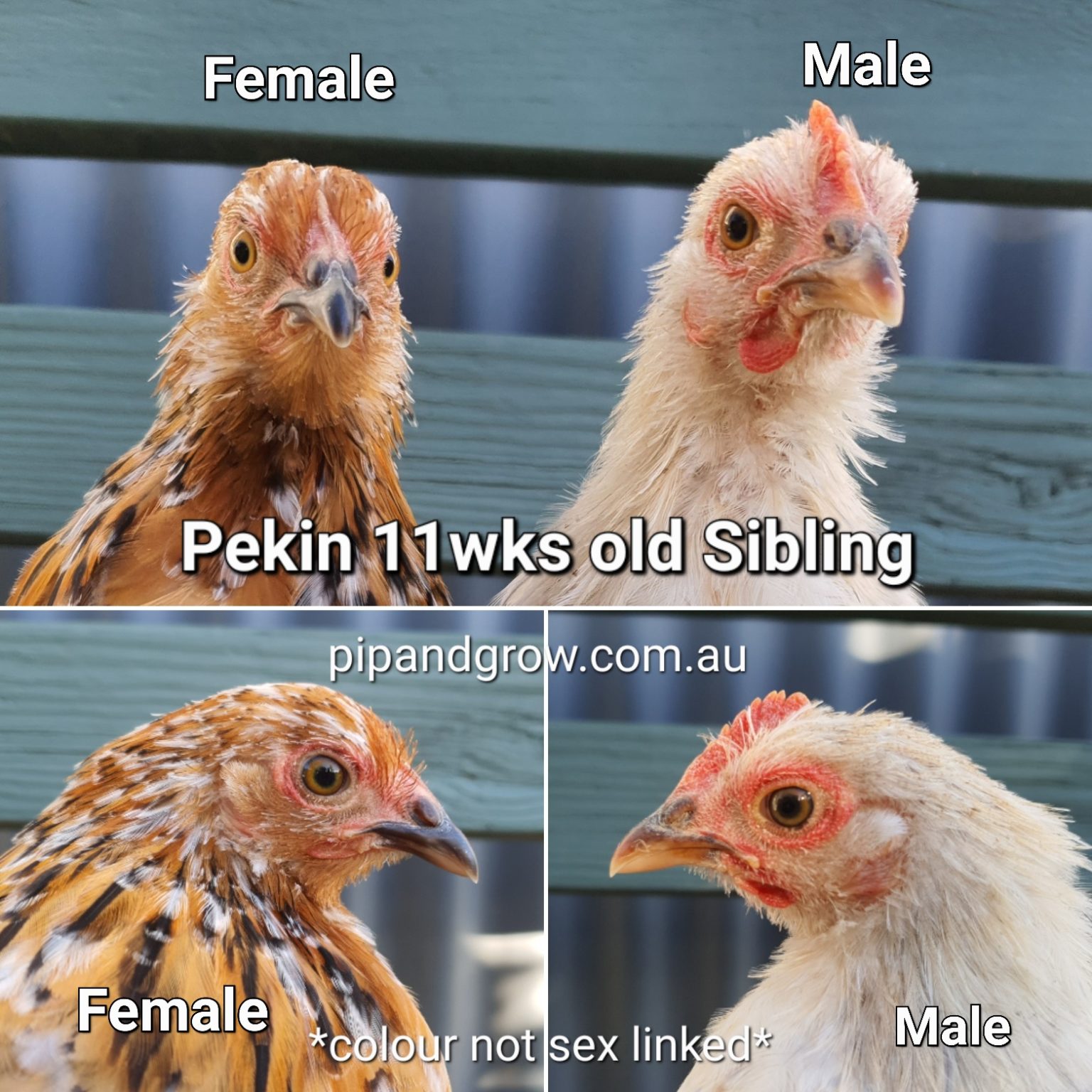 Sexing heritage breed chicks upon hatch : Facts and Myths - Pip & Grow