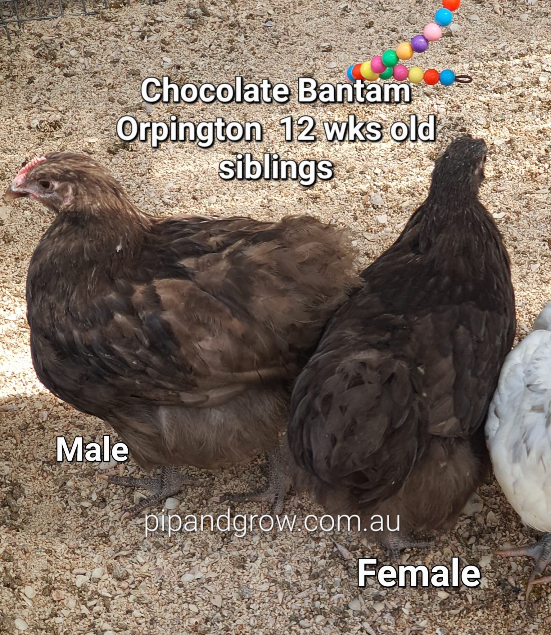 Bantam Orpington Sexing Tips - Pip & Grow