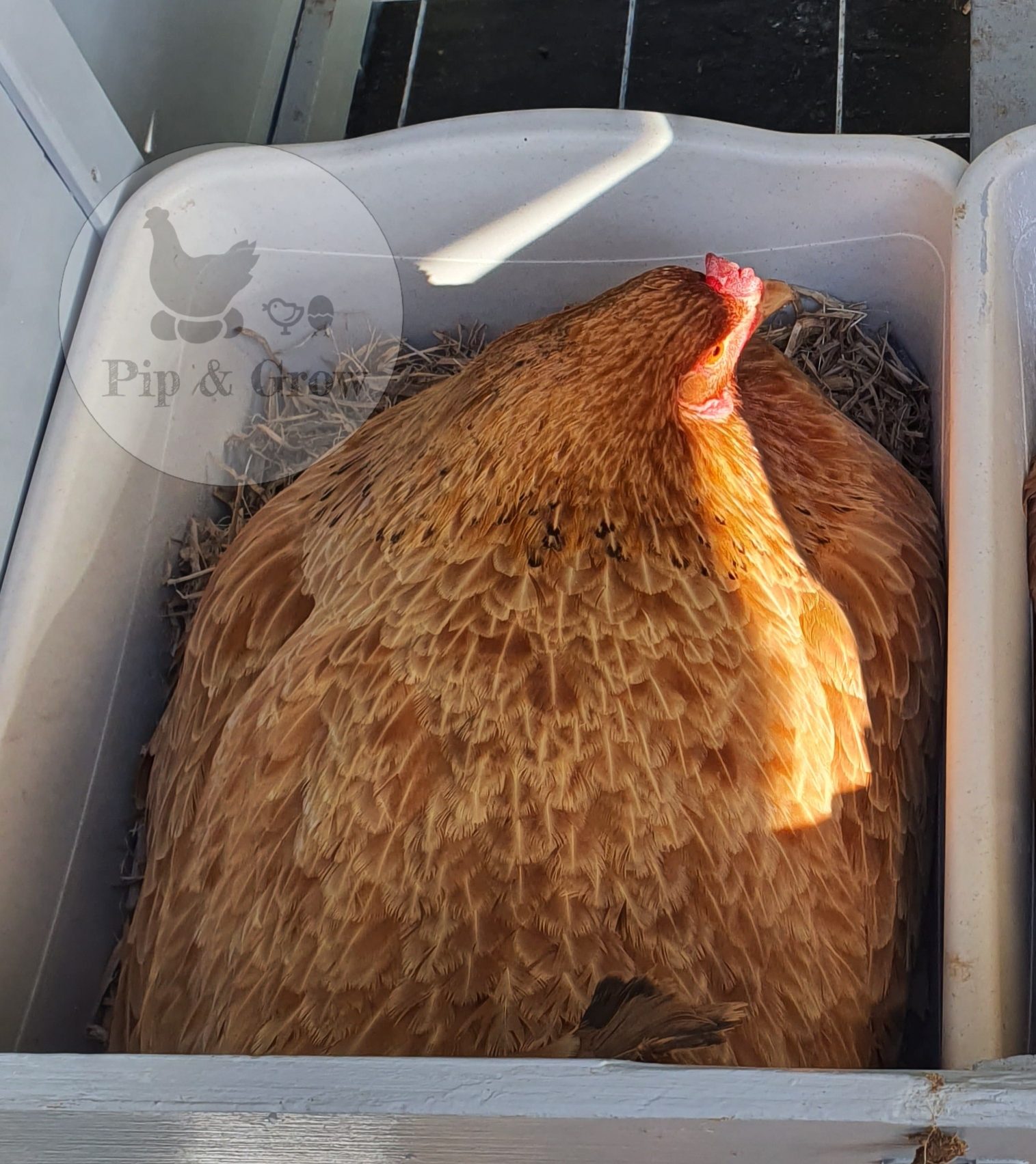 Dayold under a Broody Hen - Pip & Grow