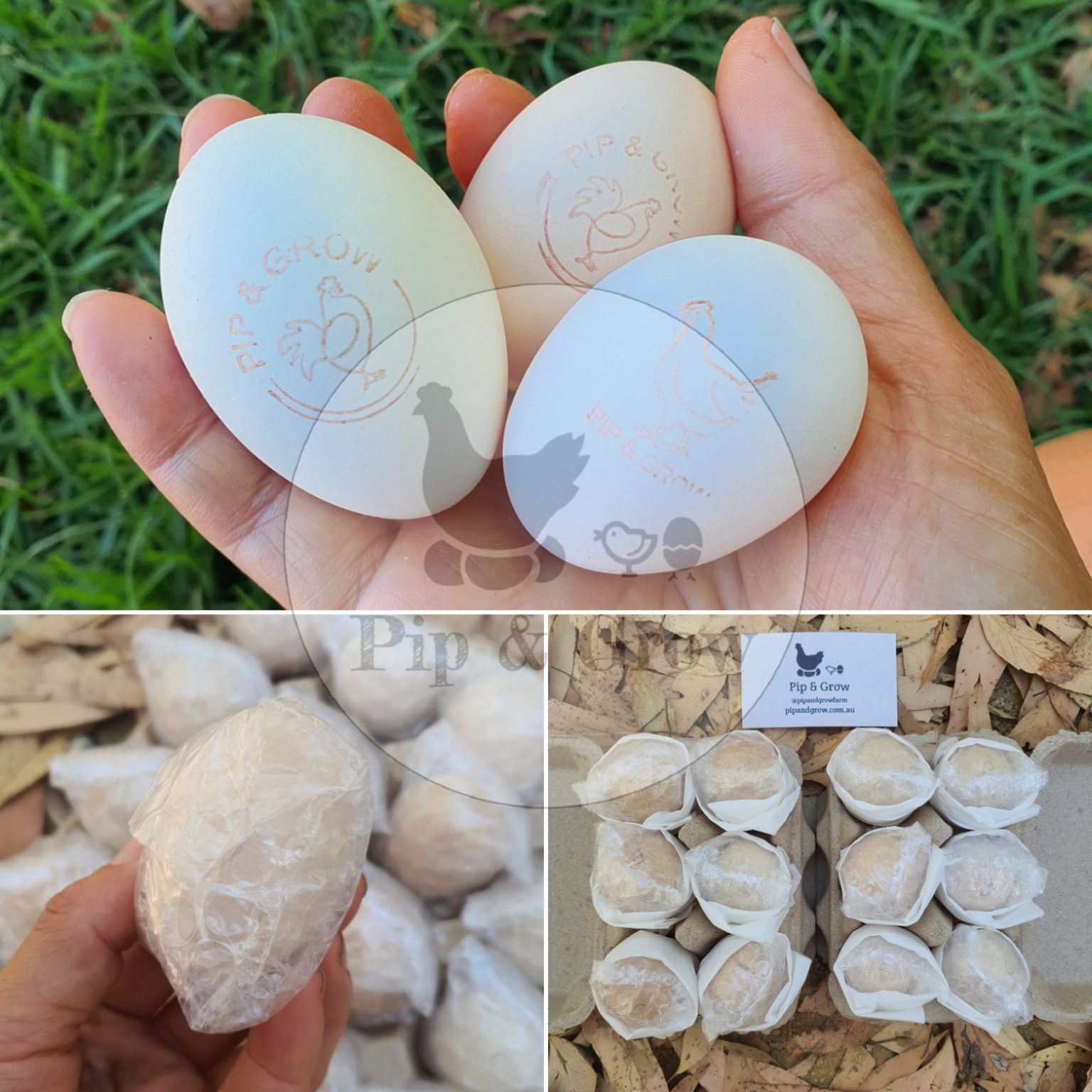 How we post our Fertile Eggs Australia Wide - Pip & Grow