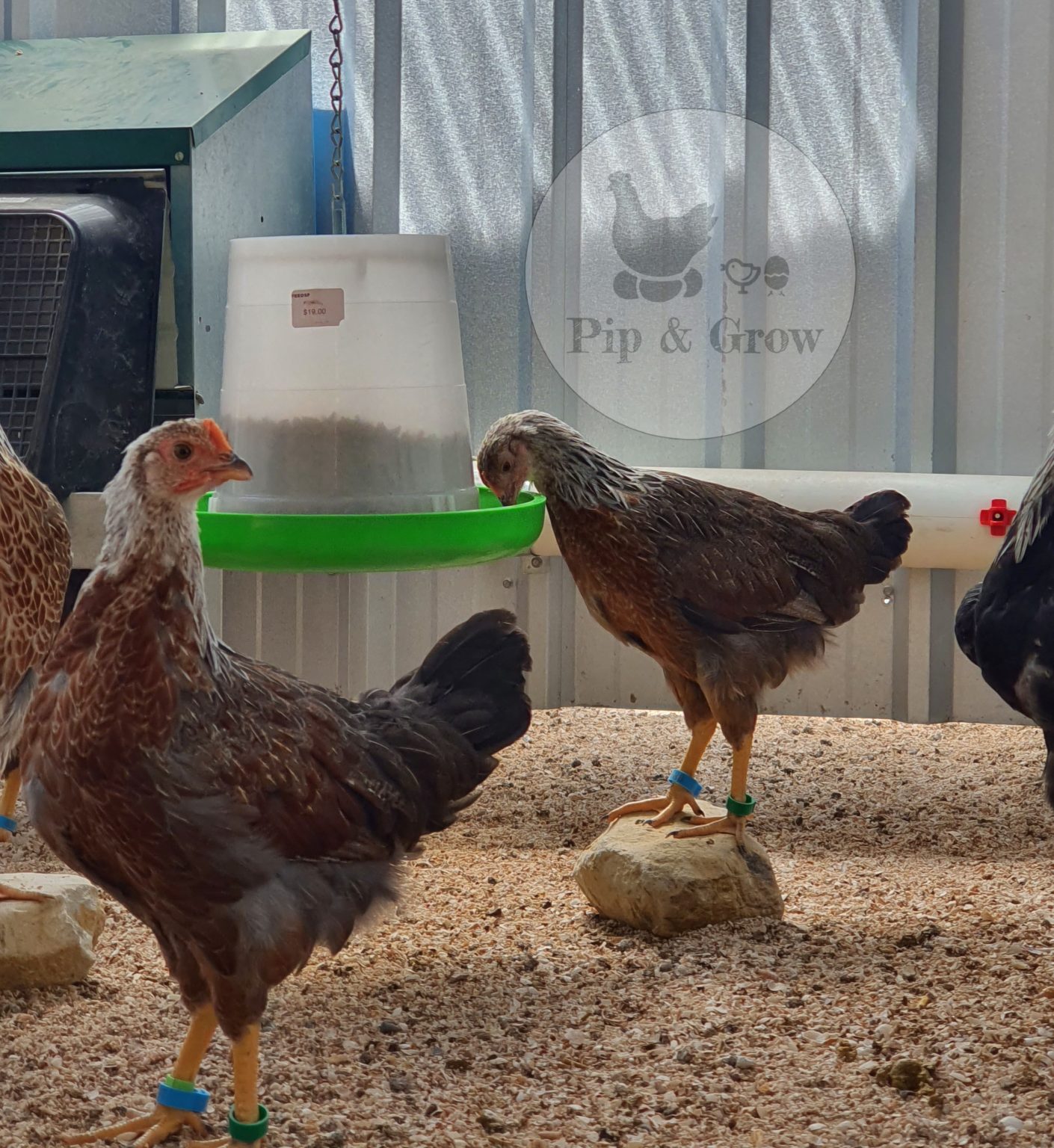 Feeder Selection & Scattering feed problem - Pip & Grow